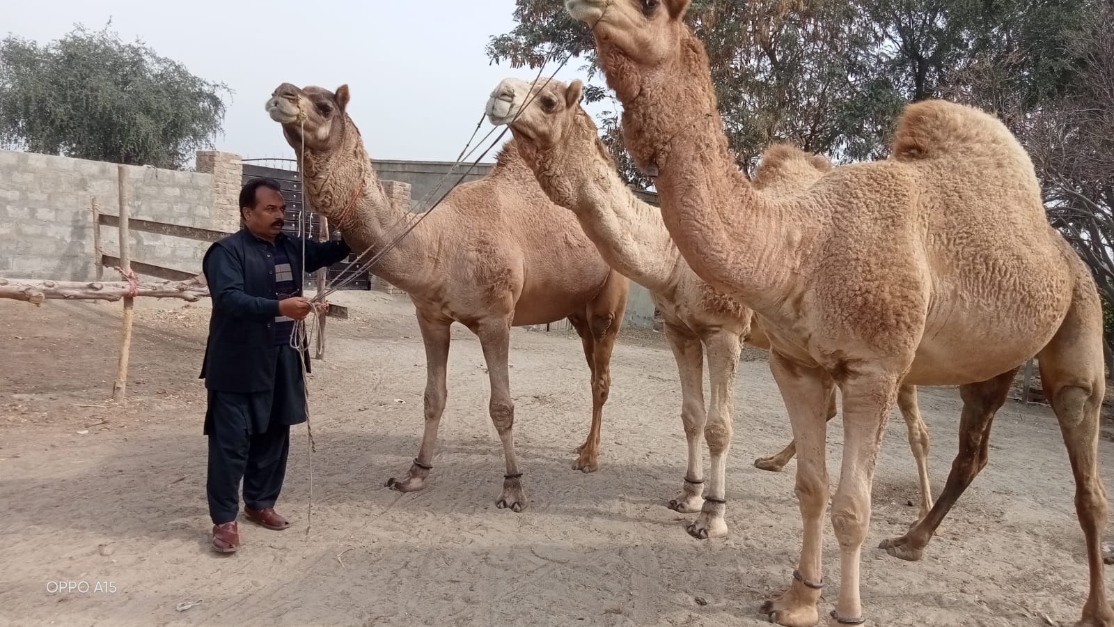 DSP – Southern Punjab Chapter established at DSP2023 – Dairy Science Park